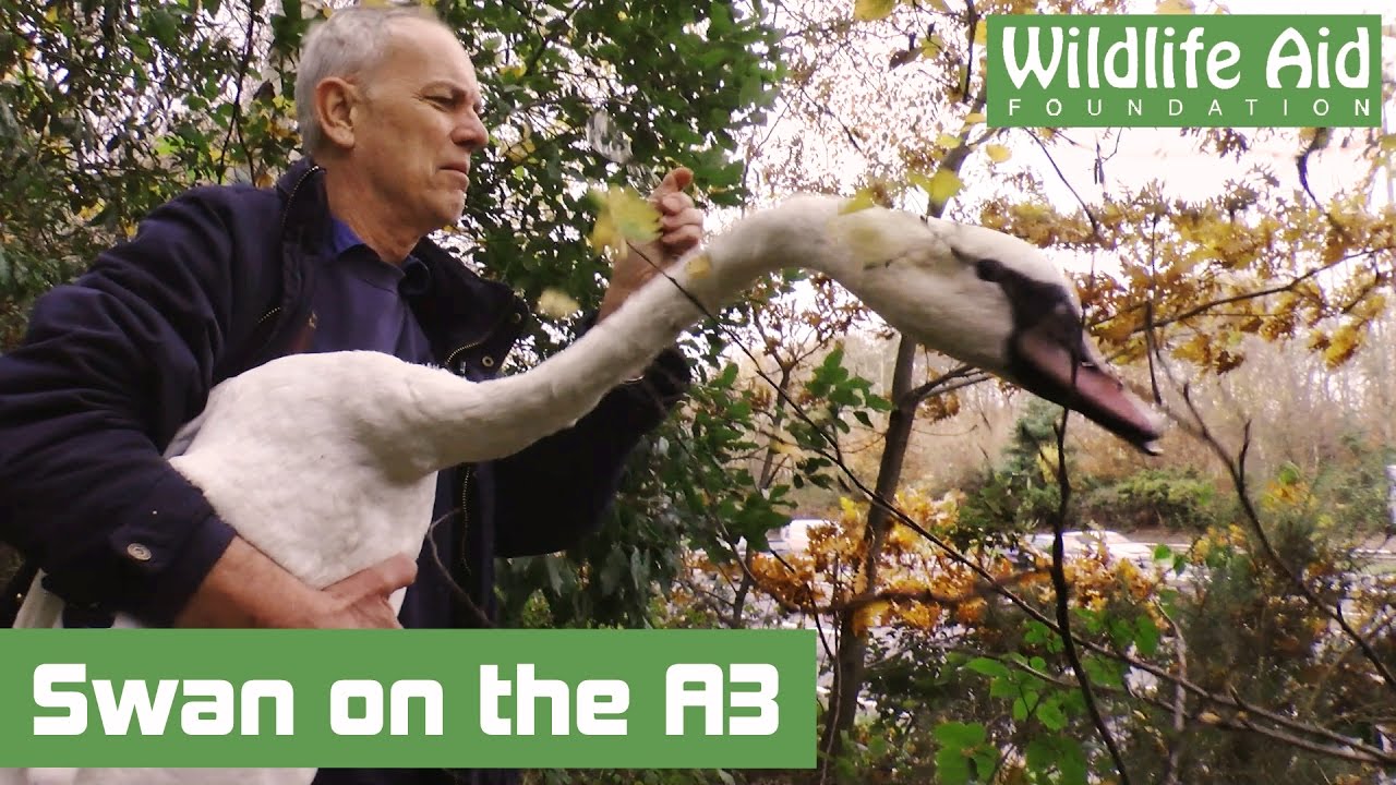Stray Swan loose on the A3! - YouTube