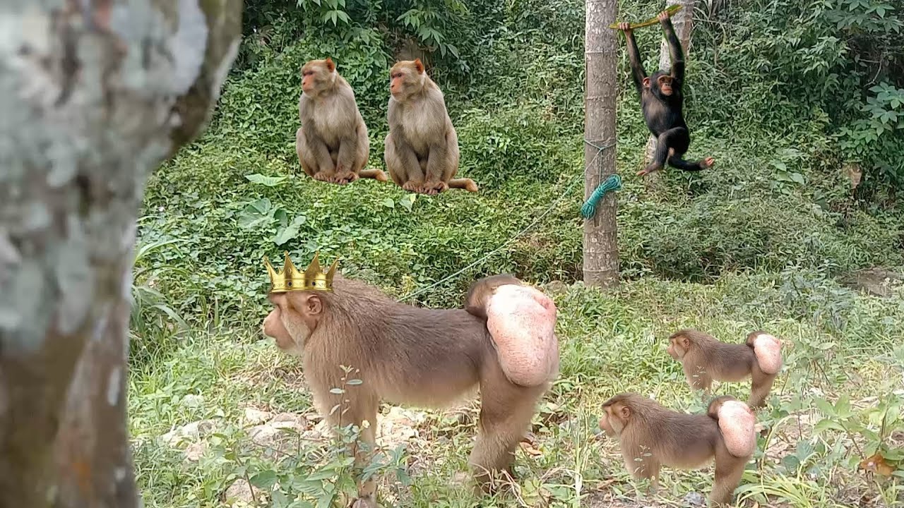 A lost monkey child is found and reunited with its mother - YouTube
