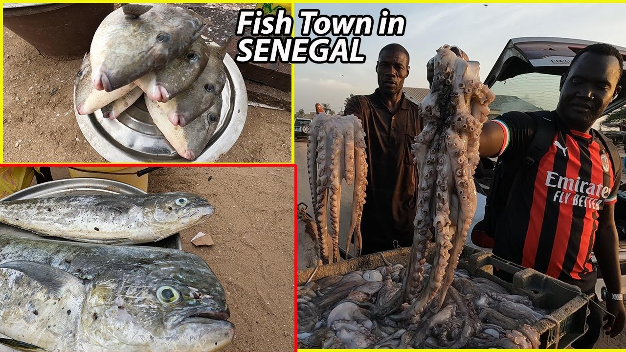 The FISH TOWN in SENEGAL !! Incredible VARITIES of Fishes in SENEGAL ...