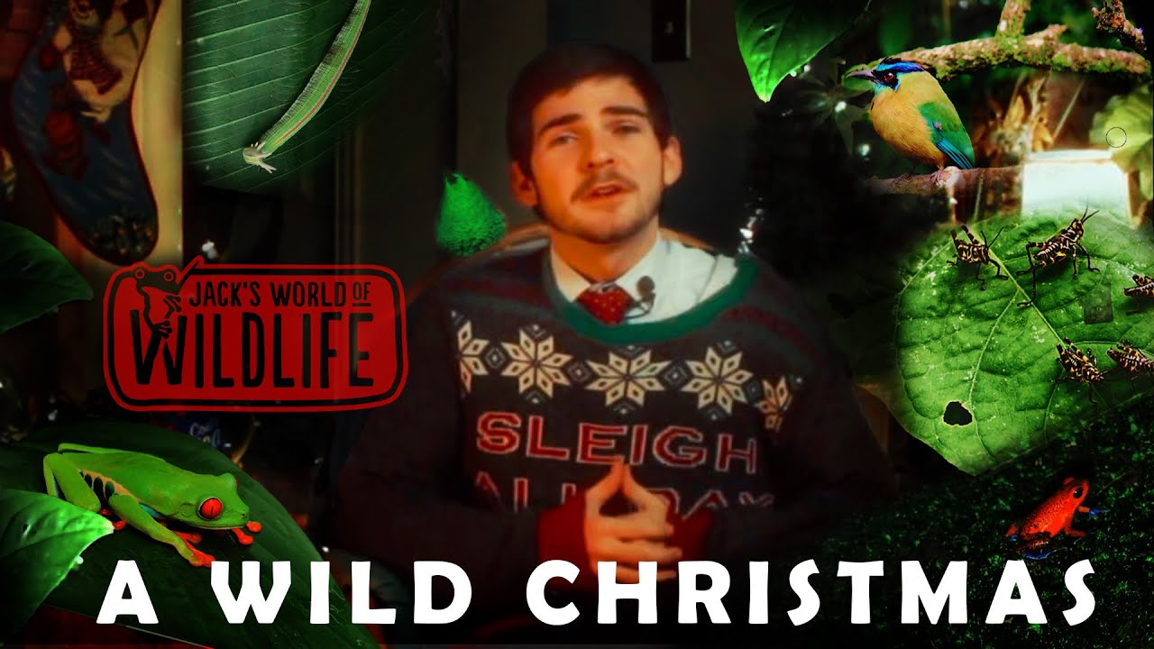A WILD CHRISTMAS - Everything You Haven't Seen And More! | Christmas ...