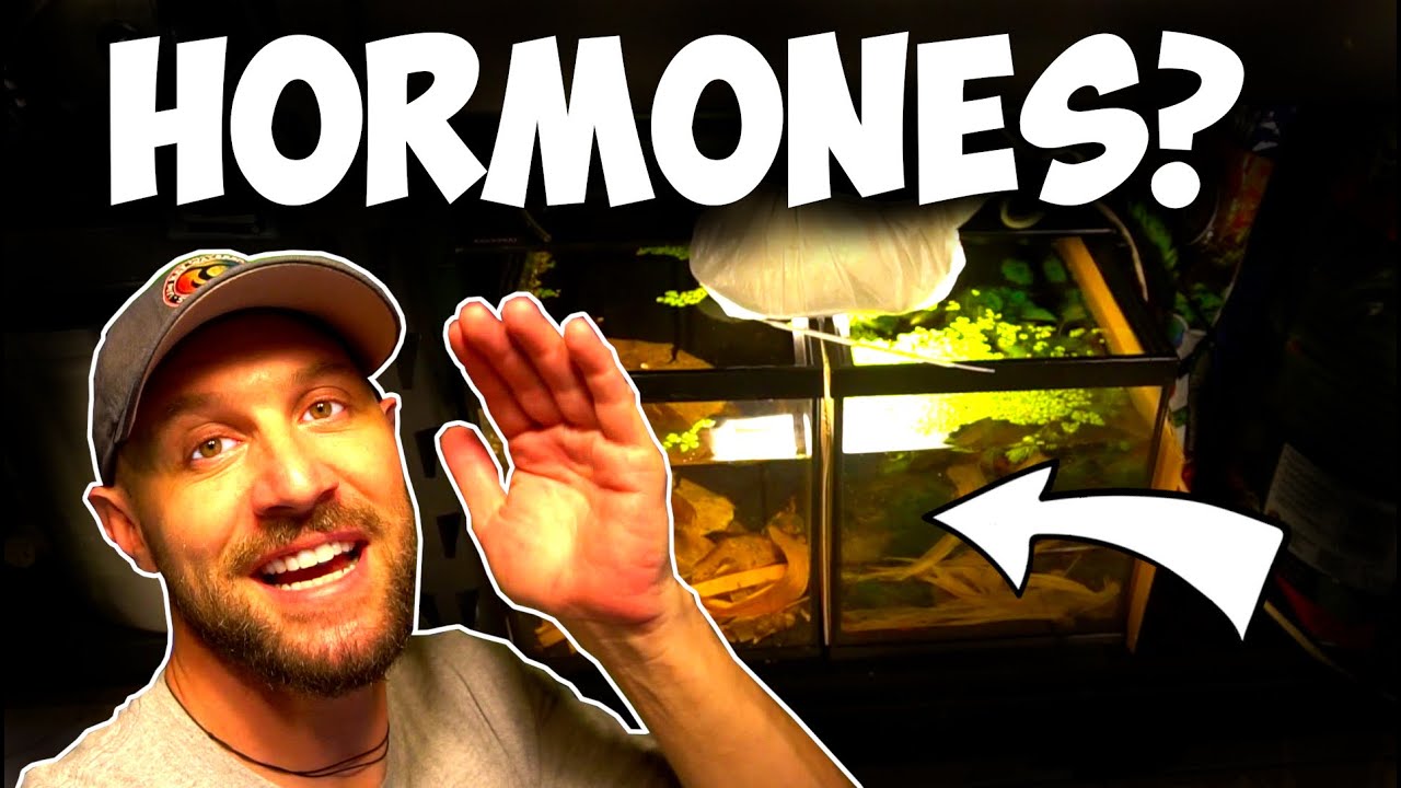 TRIGGERED! Hormones for Breeding and Spawning Aquarium fish PLUS Full ...