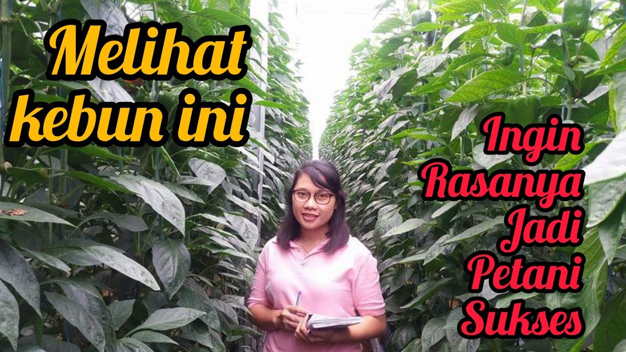 Kebun paprika : pas liat video ini pasti pingin jadi petani sukses ...