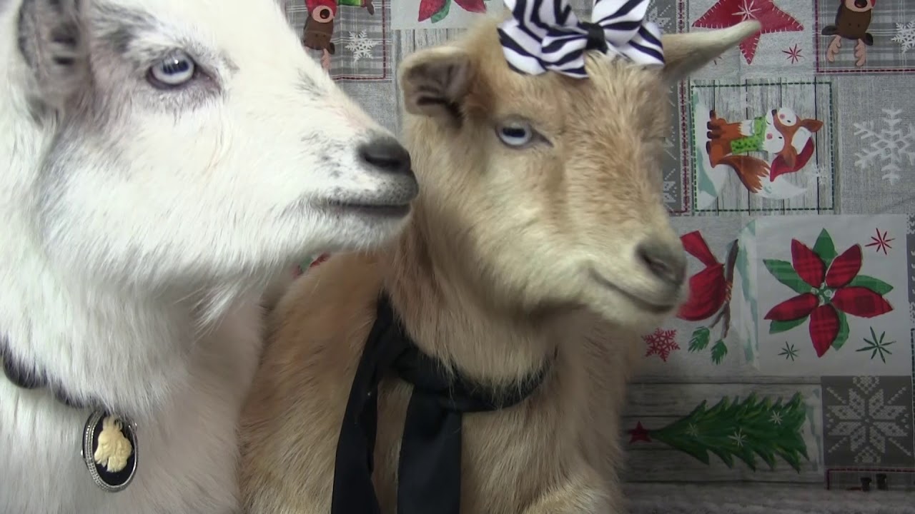 Hair Bows for Goats -FYI - YouTube
