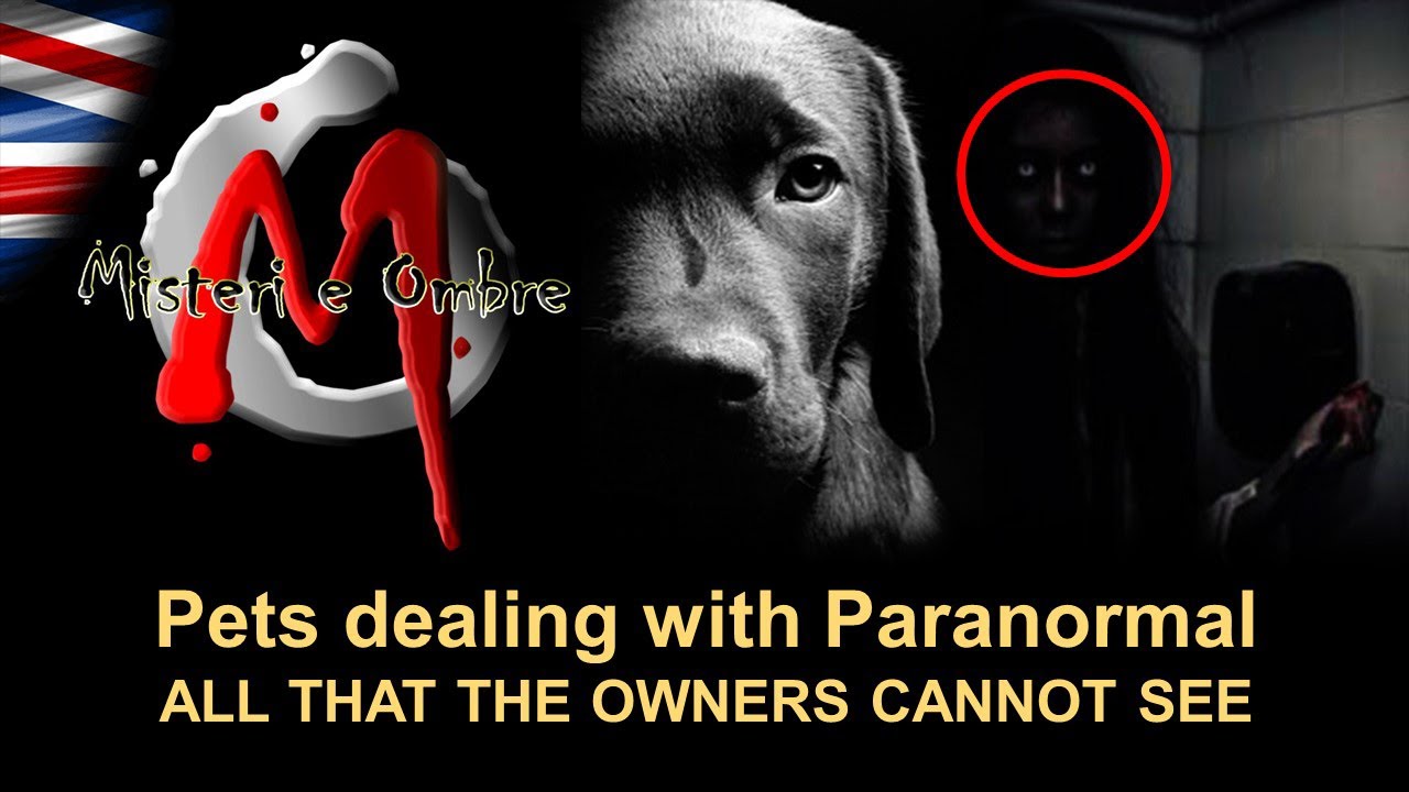 Pets strange behaviour and Paranormal ( ALL THAT THE OWNERS CANNOT SEE ...