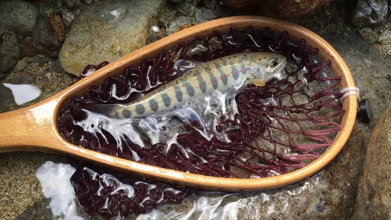 Fly fishing Japan beautiful Amago trout and beautiful river - YouTube