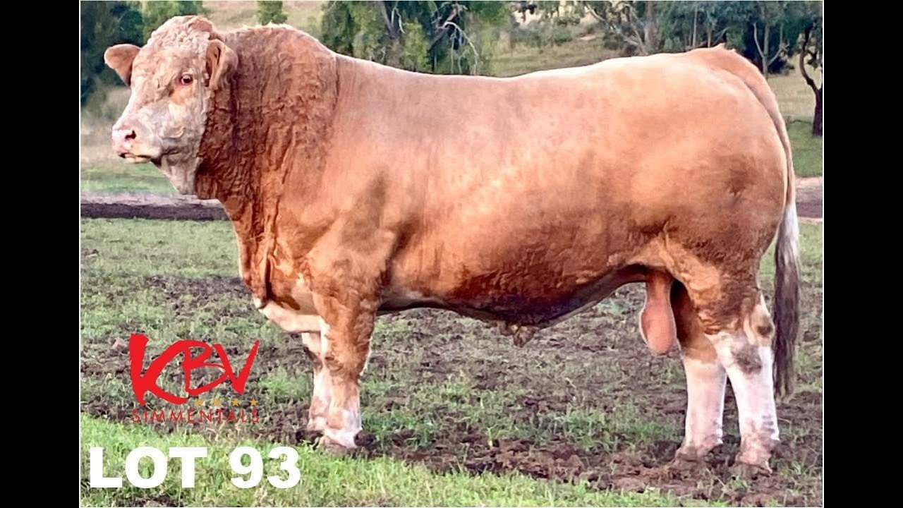2024 Elders AG-GROW Elite Bull Sale KBV Time LOT 93 KBV Time (H) - YouTube