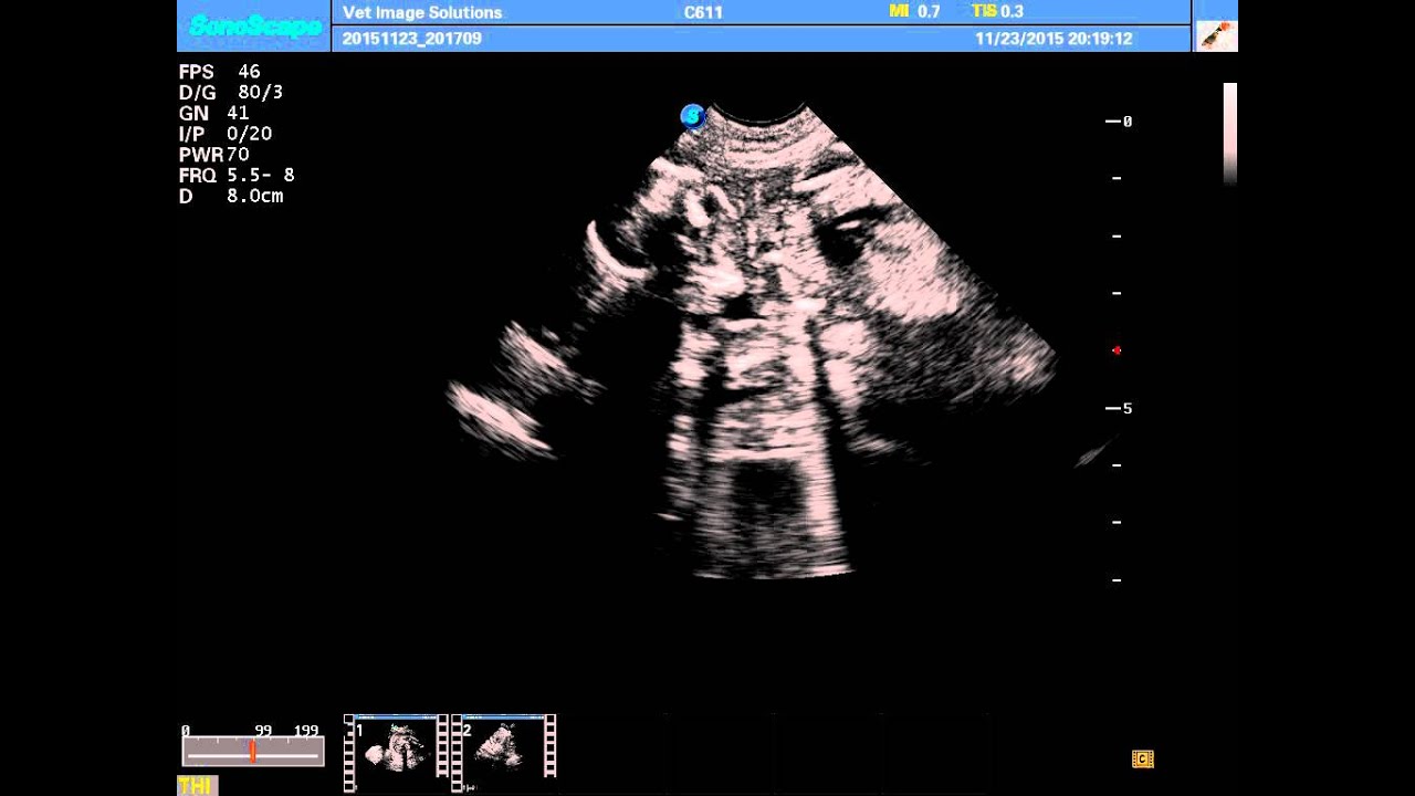 7 week canine pregnancy scan - YouTube