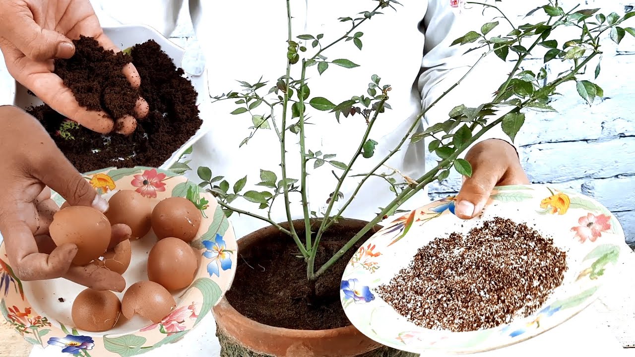 Best Homemade NPK fertilizer for plants using tea leaves and eggshells ...