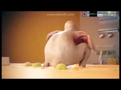 oynayan ciğ tavuk