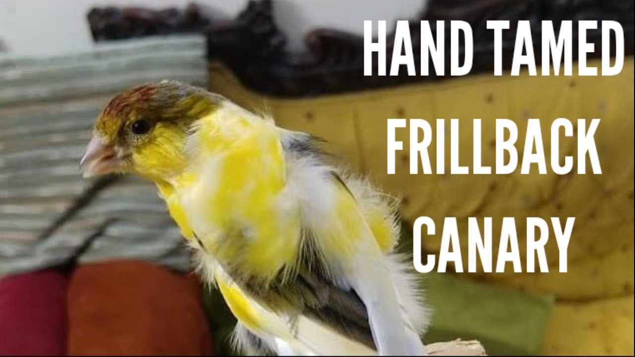Meet My Trained Canary Bird | My Hand Tamed Canary - YouTube