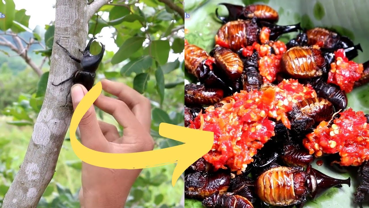 cooking insects / welcome to primitive cooking - YouTube
