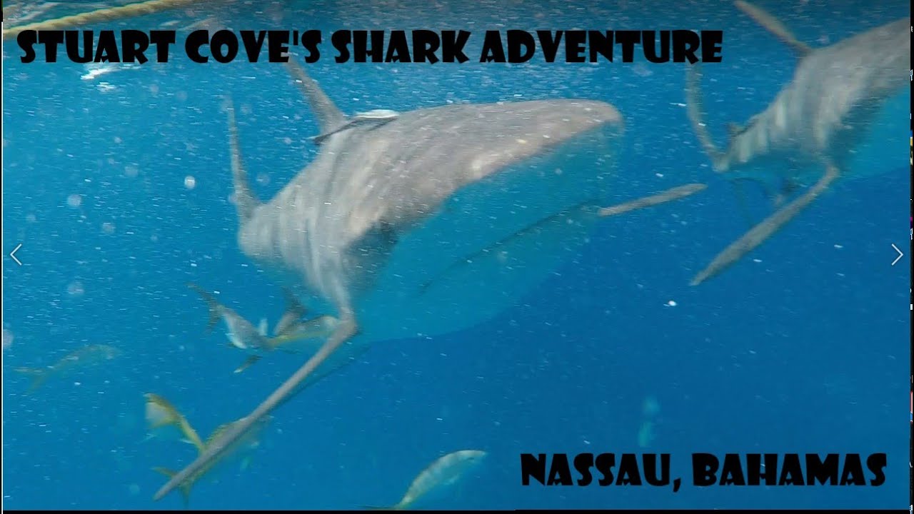 Stuart Cove's Shark's adventure at Nassau, Bahamas - YouTube