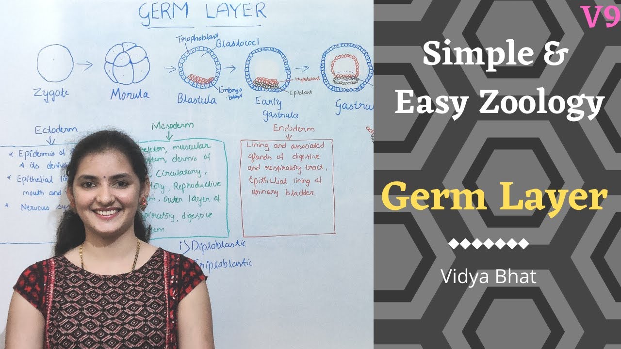 Germ Layers | Formation | Ectoderm | Endoderm | Mesoderm | Derivatives ...