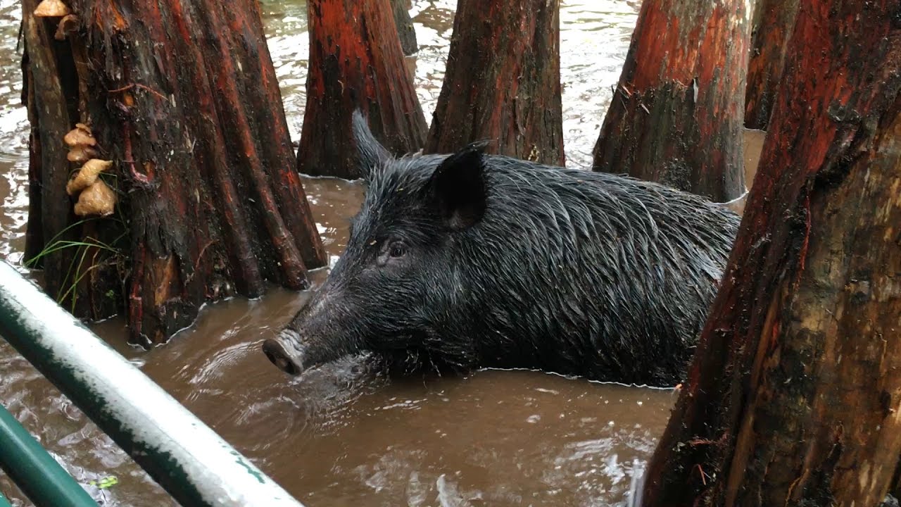 Swamp Pigs | Halloween in New Orleans Part 3 - YouTube