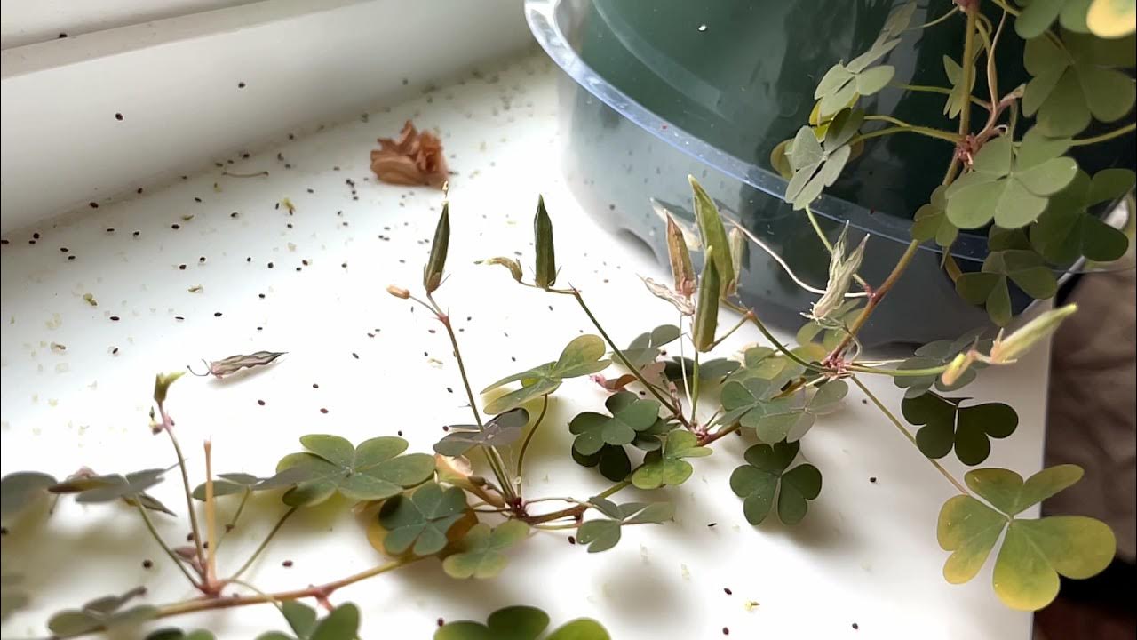 Clover Seed Explosion | Slow Motion @ 240 Hz - YouTube