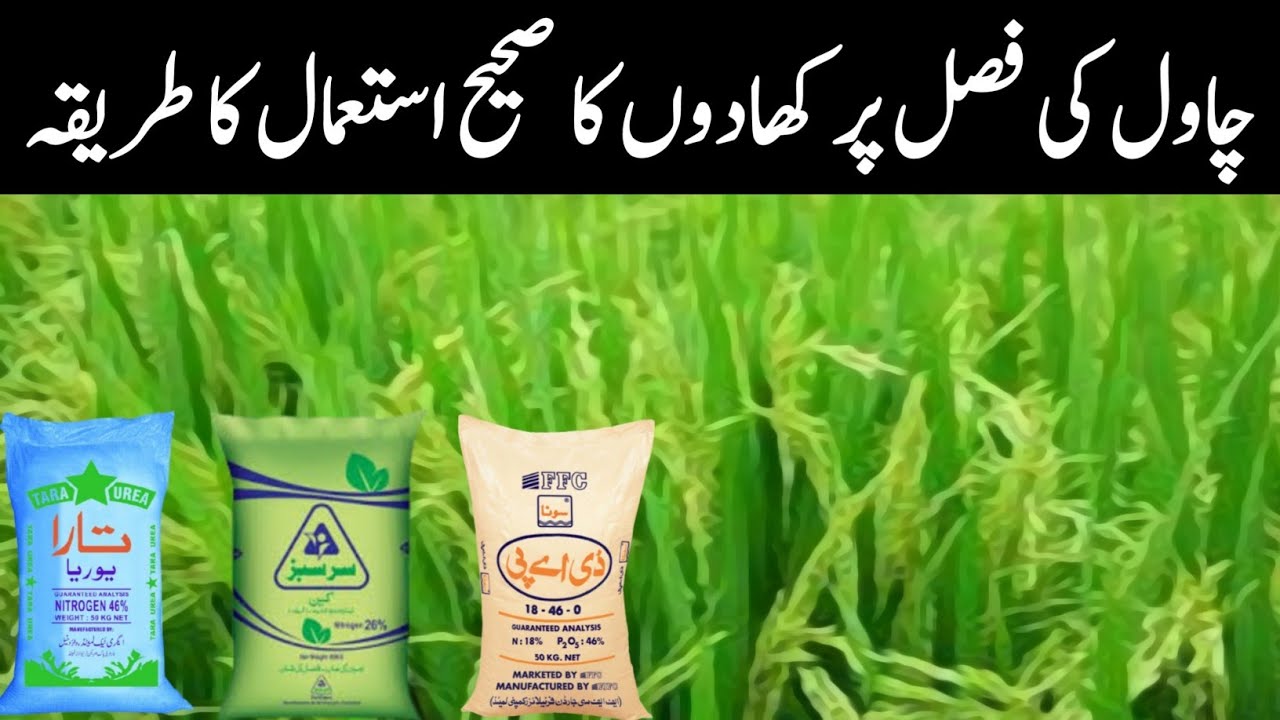 Fertilizer plane of rice crop | Chawal Ki Fasal Per Khad Ka Sahi ...