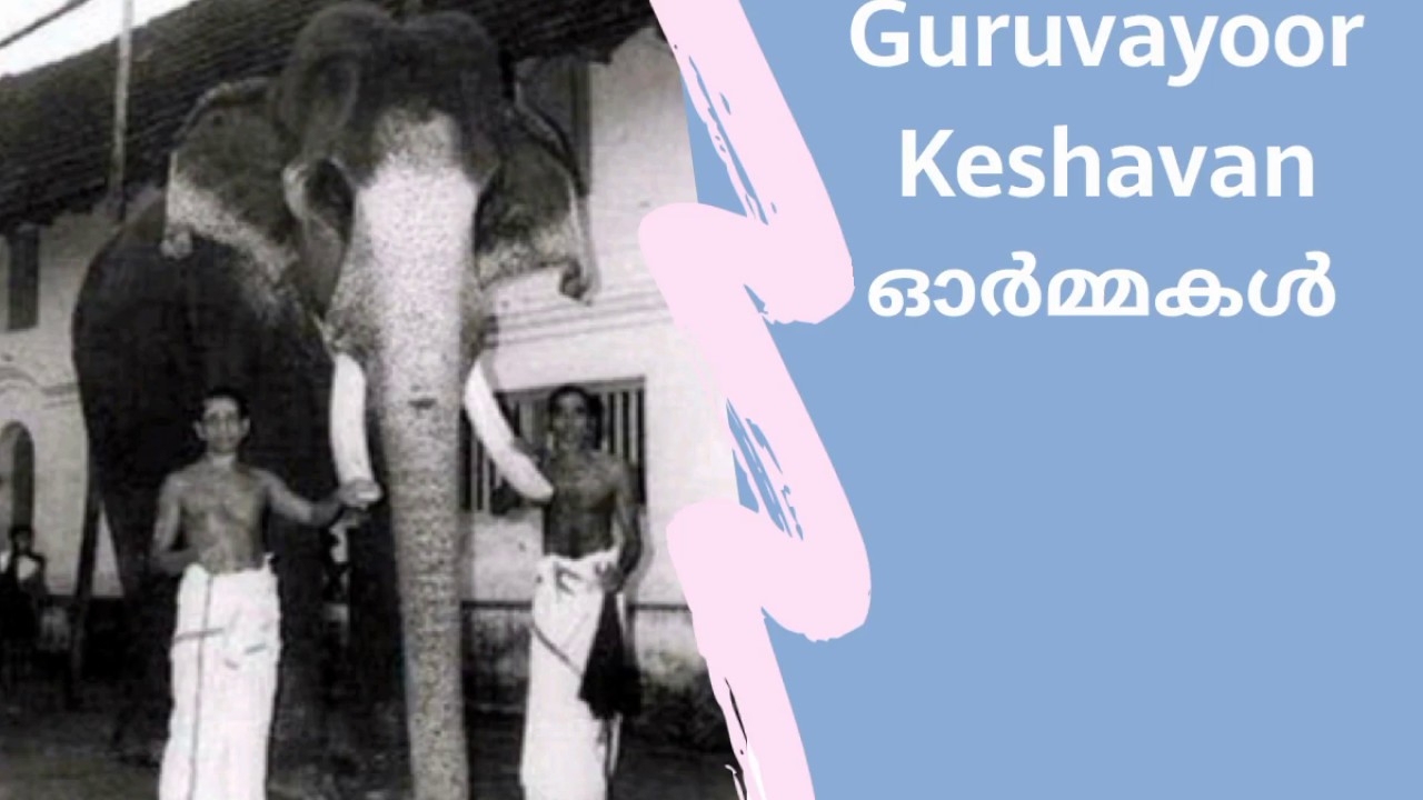 Gajarajan Guruvayoor Kesavan|Life Story| ഗുരുവായൂർ കേശവൻ - YouTube