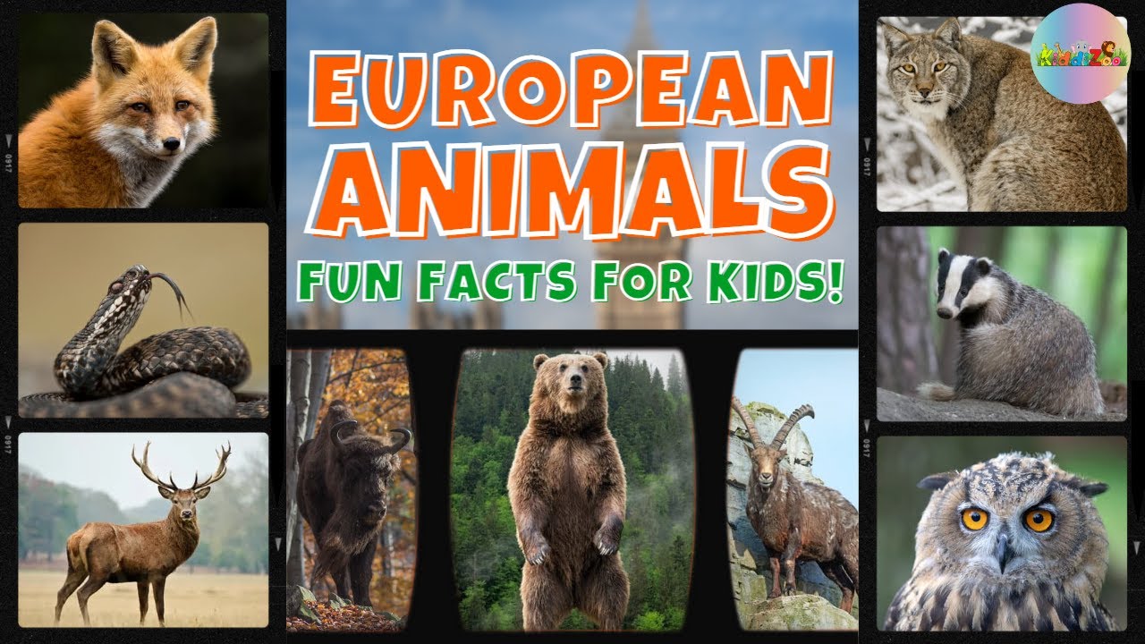 Get To Know European Animals And Their Fun Facts #animalnames #europe #kiddizoo - YouTube