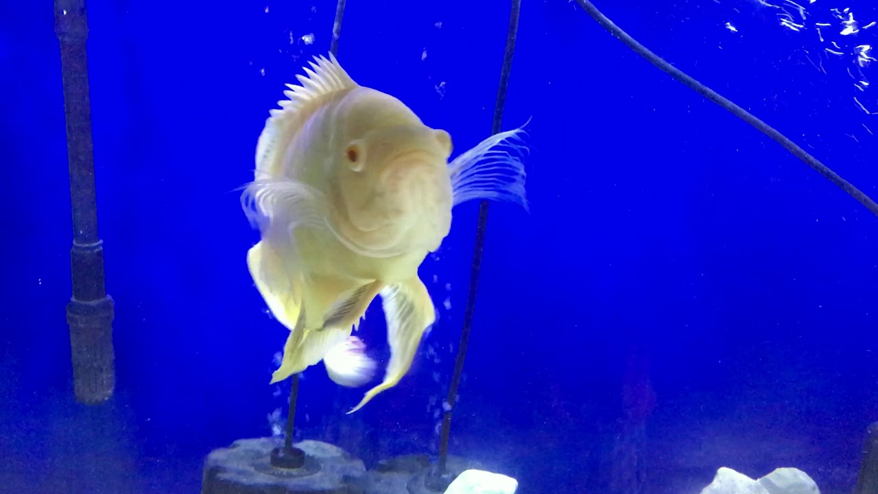 Rare Veil Tail Long Fin Oscar - YouTube