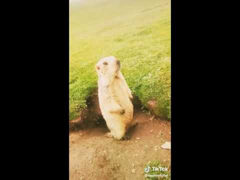 Tik Tok ilgiç hayvanlar video izle