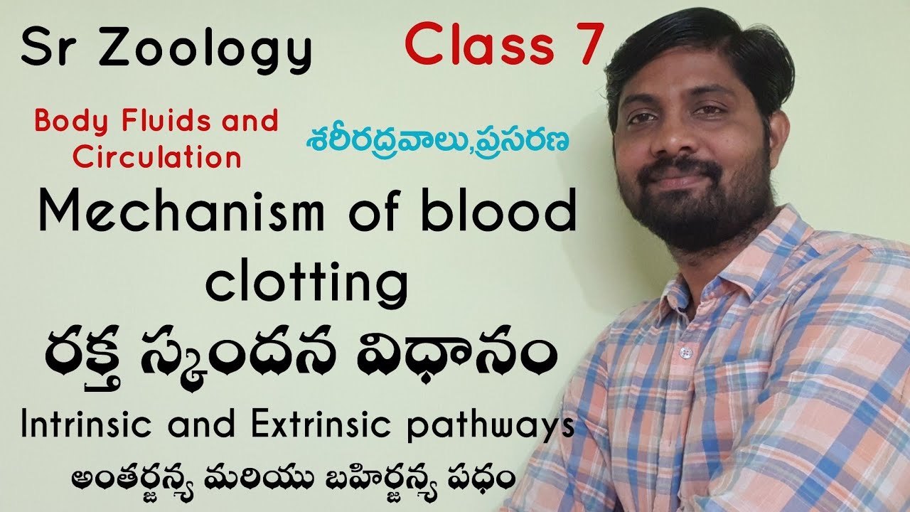 Mechanism of blood clotting (Body Fluids and Circulation) Class 7 - YouTube