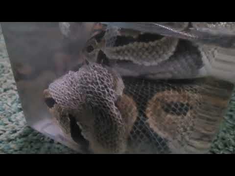 Soaking my ball python - YouTube