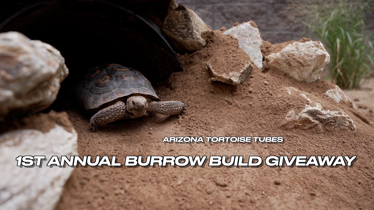 First Annual Free Burrow Build - YouTube