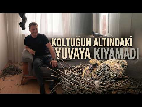 1,5 aydır oturma odasını güvercinlerle paylaşıyor