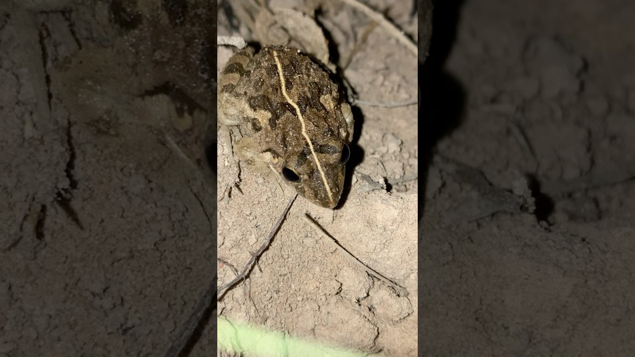 #ช่อง #เสียงเขียดร้อง #treefrog - YouTube