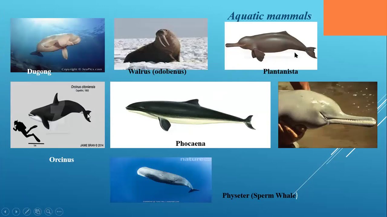 Adaptations of Aquatic Mammals - YouTube