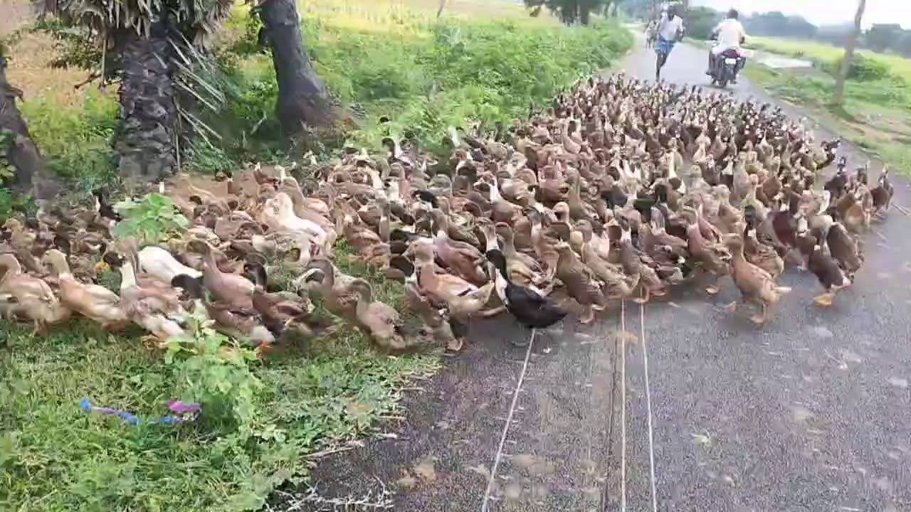 lovely ducks in form / nature country ducks - YouTube