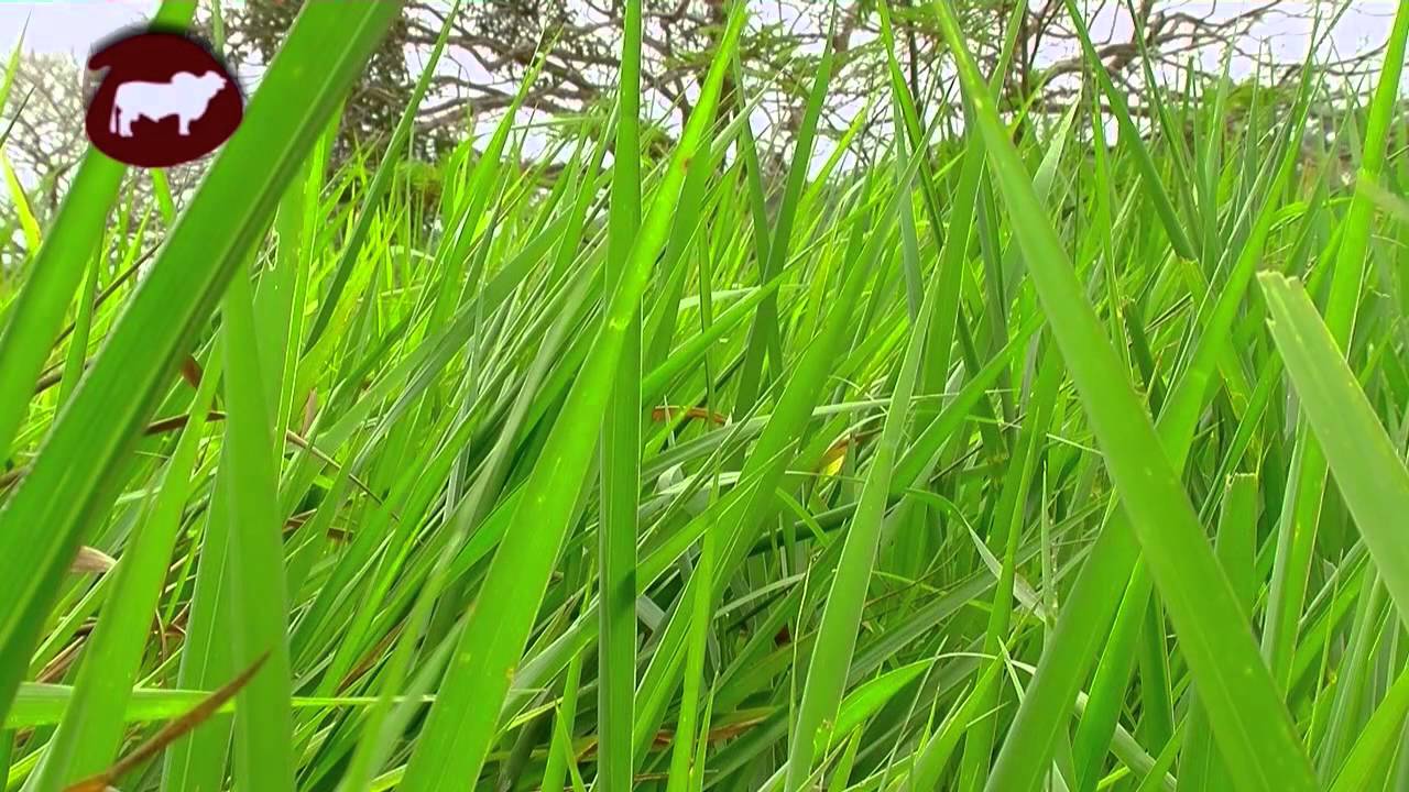 Manejo de Suelos y Pastos en Explotaciones Ganaderas (Silvopastoril ...