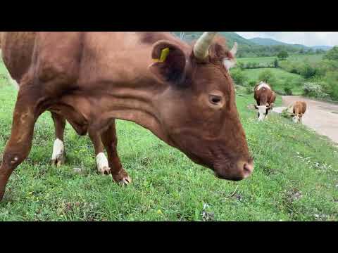 İneklerin Düğünü Bayramı Ot Gırla Mera Hayvancılığı - eren meşe