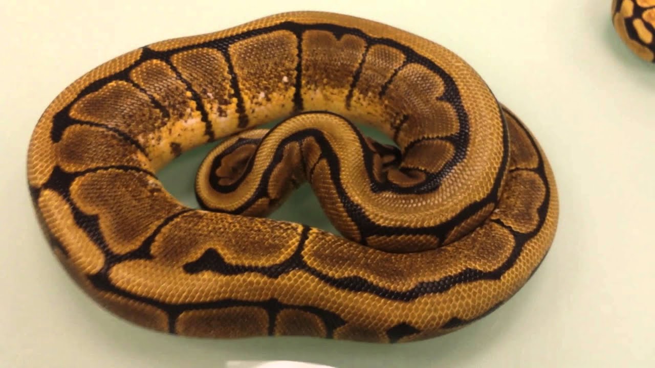 Pick Your Poison Sunday Ball Python FACEBOOK Auction- November 17th ...