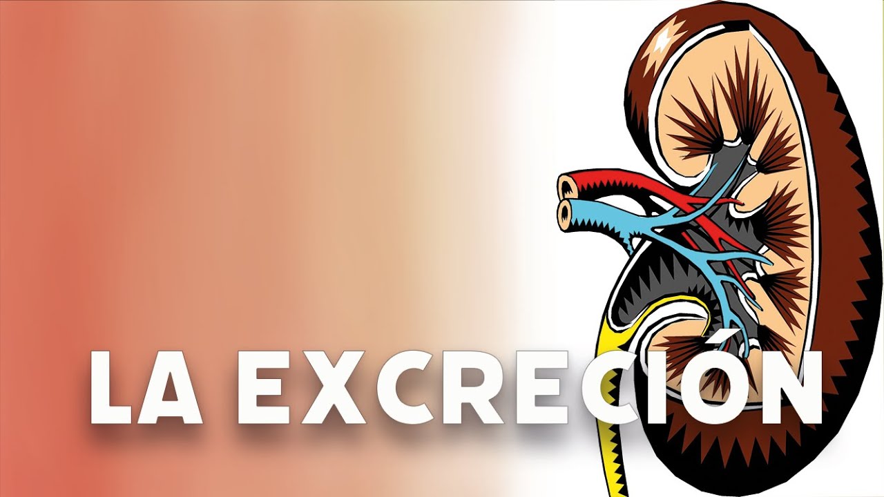 #videolección: La excreción. - YouTube