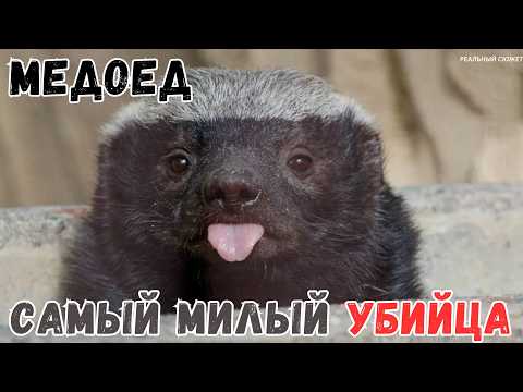 🐾 🐍🦁  Медоед против всего мира — легенда дикого мира | Реальный сюжет | Документальный фильм |