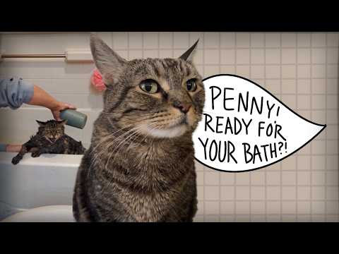 Penny muss baden, sie will Eis zum Frühstück und wessen Karton ist das überhaupt?!
