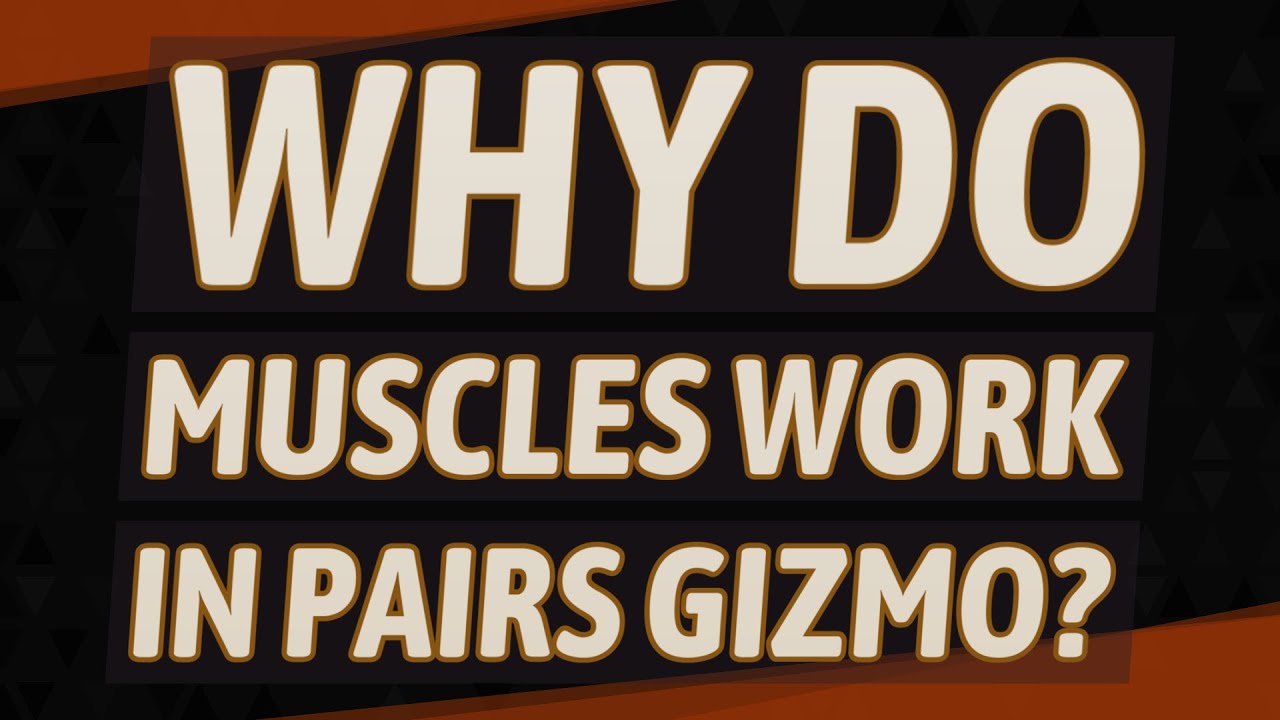 Why do muscles work in pairs gizmo? - YouTube