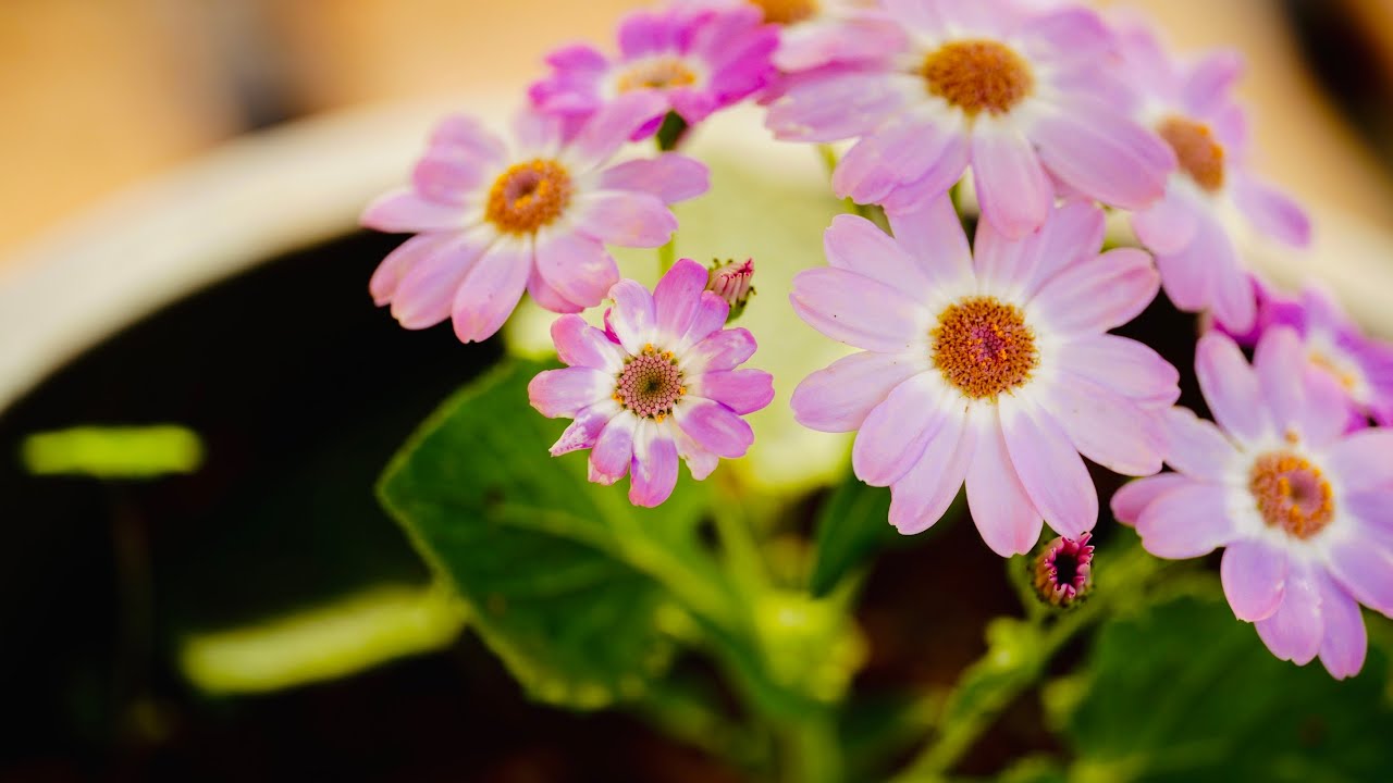 Music TV Flower World - YouTube