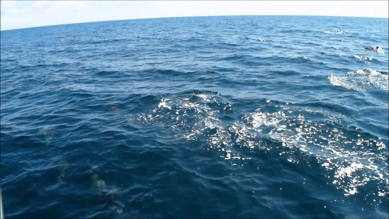 Common Dolphin Pod May '14 - YouTube