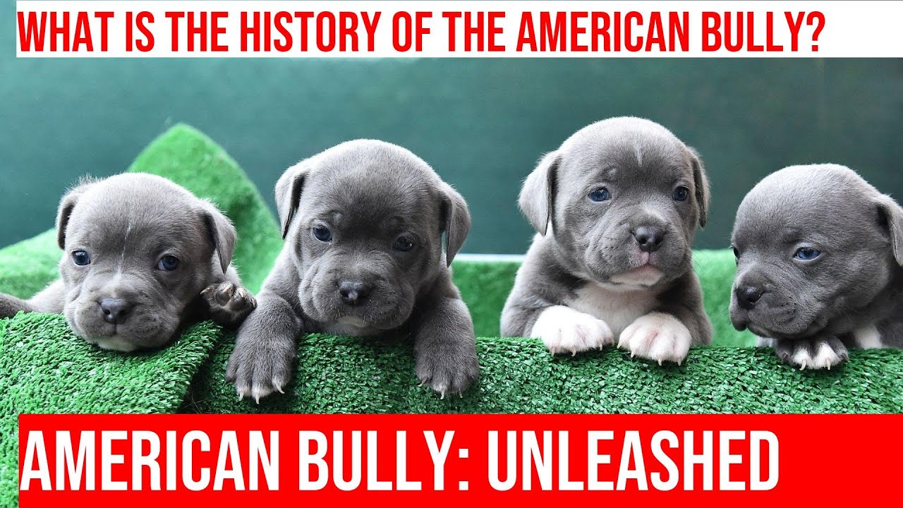 The Evolution of the American Bully: From Past to Present - YouTube
