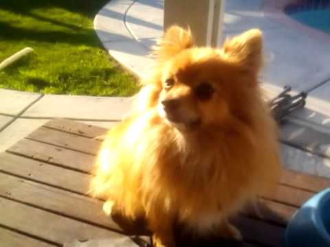 Clueless dog walks away - YouTube