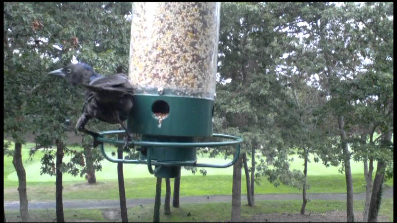 Bird Mayhem on the Yankee Flipper - YouTube