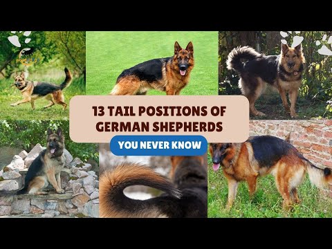How To Read German Shepherd Body Language: 15 Signs Decoded - World of Dogz