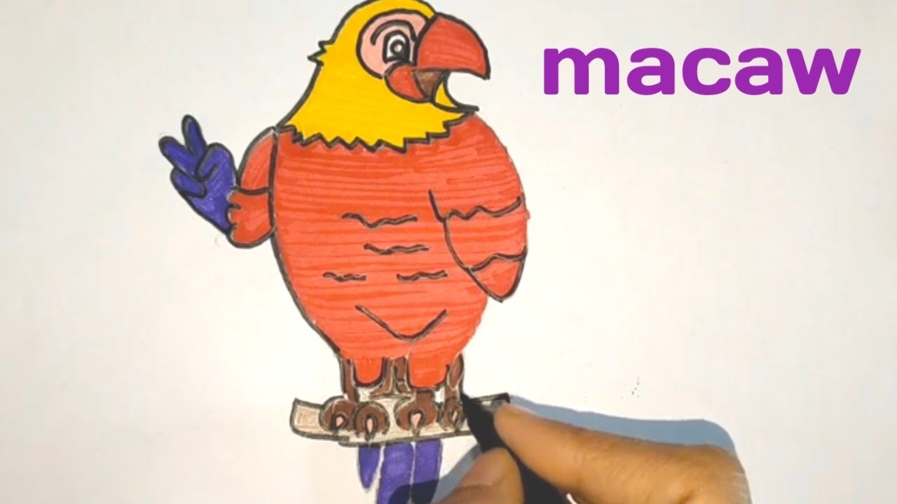 how to draw macaw drawing step by step | macaw draw | bird drawing ...