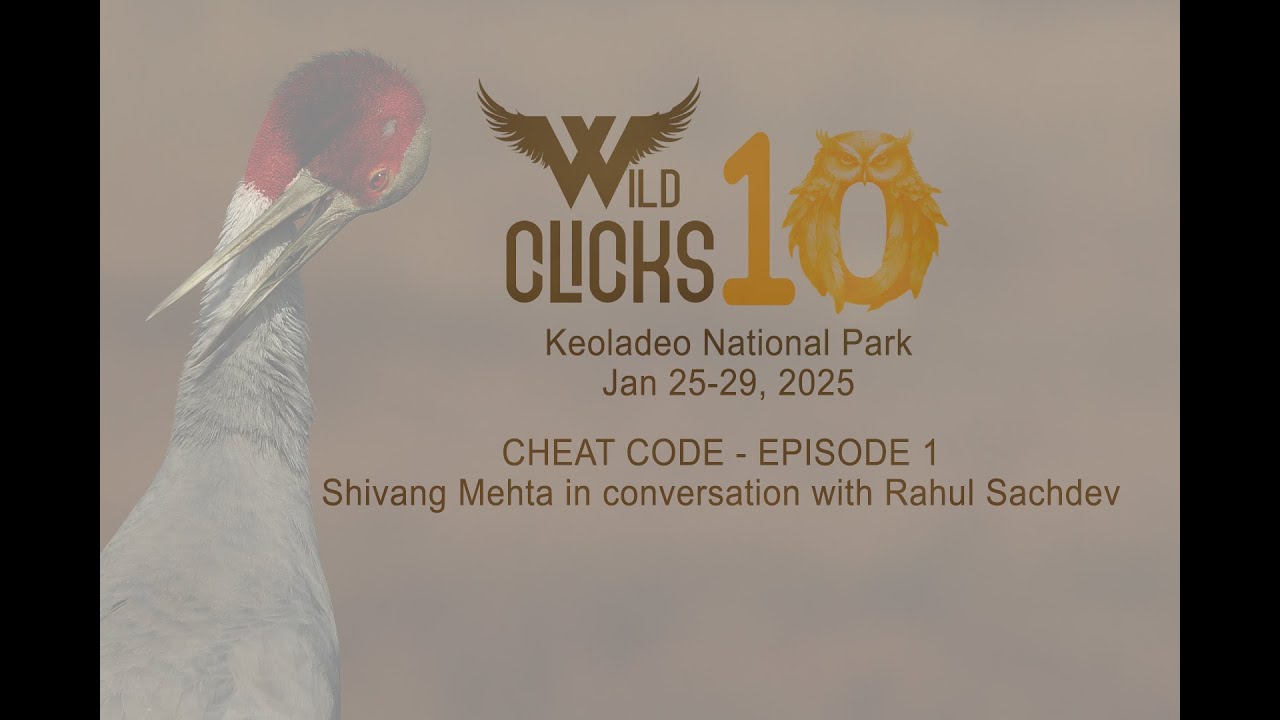 Wild Clicks Season 10 - Cheat Codes - Episode 1 - YouTube