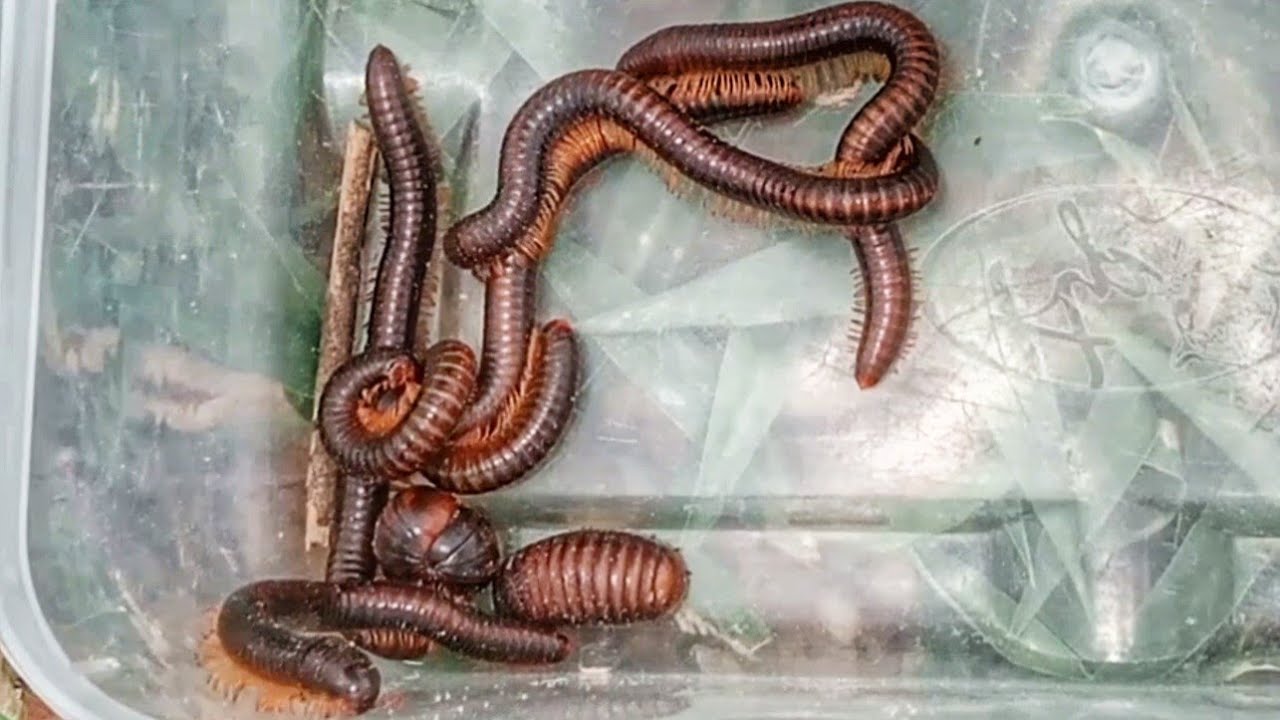Catch Julida -Millipedes and Glomeris , Daily Insect - YouTube