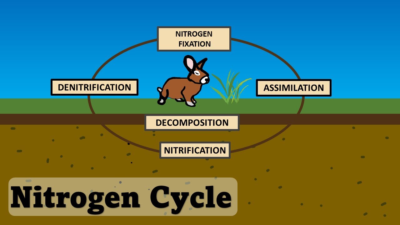 NITROGEN CYCLE | ANIMATION | SCIENCE/BIOLOGY |SCIENCE PPT - YouTube