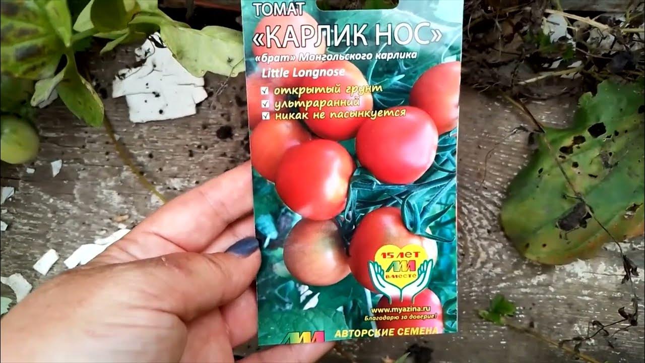 Томат Карлик Нос - YouTube