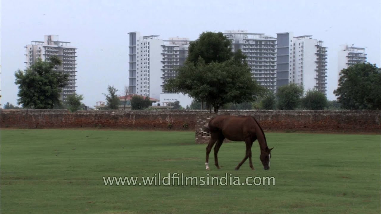 Horse feeding at Nakul Stud farm, India - YouTube